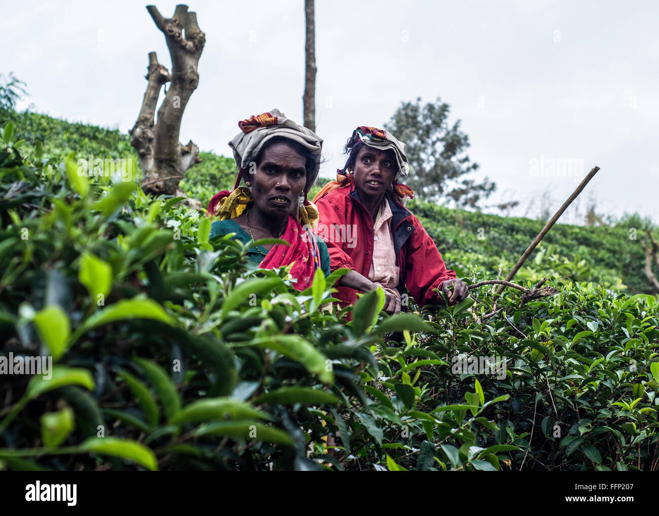 Sri Lanka tea pickers Stock Photo - Alamy