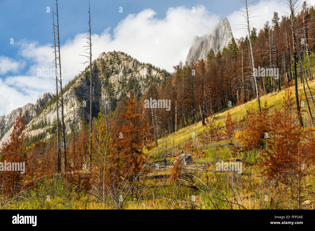 Burned forest, forest fire, Sawback, Bow Valley Parkway, Banff ...