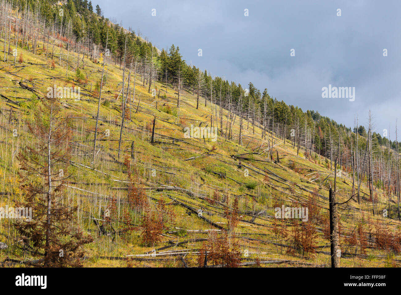 Burned forest, forest fire, Sawback, Bow Valley Parkway, Banff ...