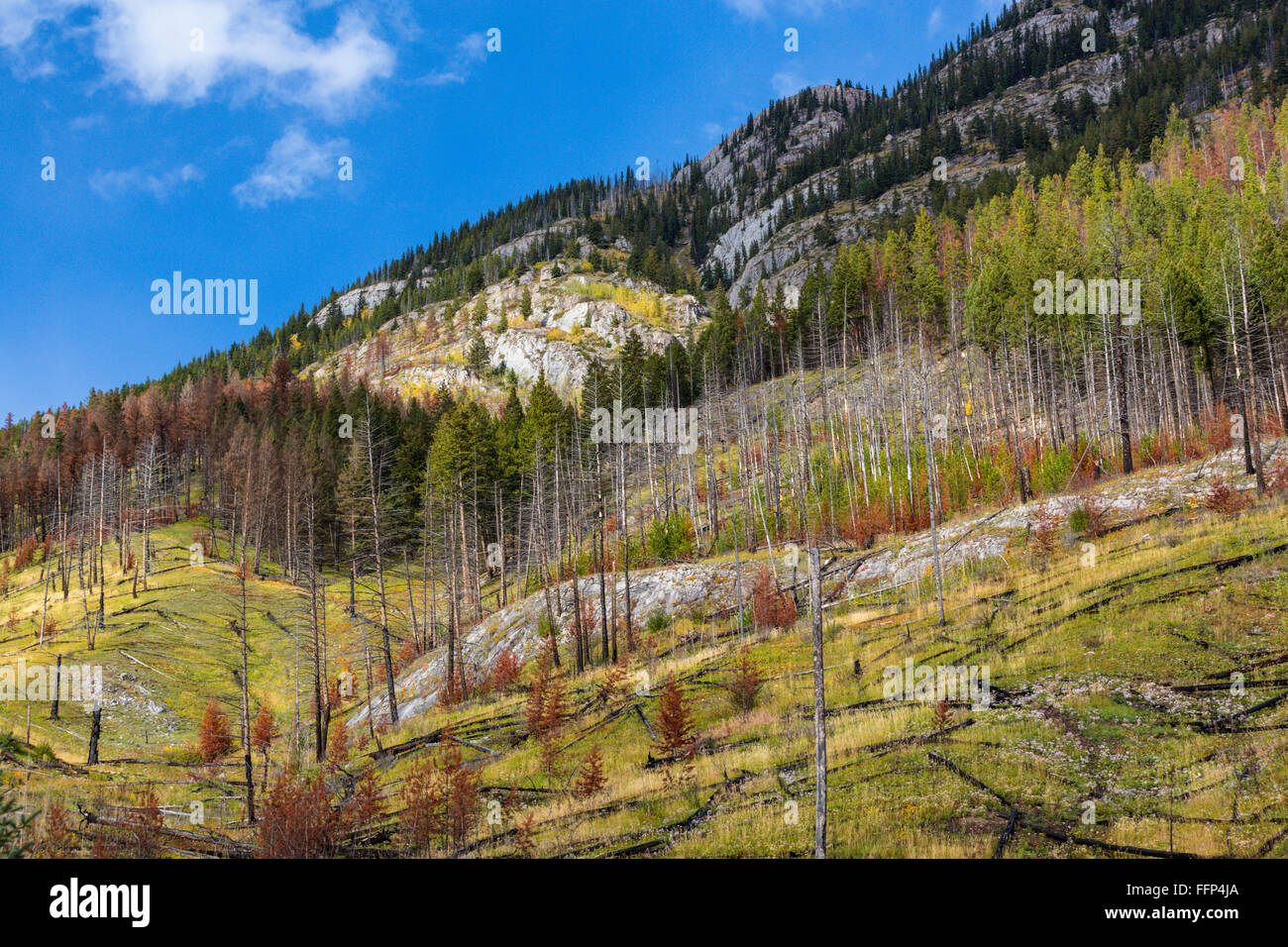 Burned forest, forest fire, Sawback, Bow Valley Parkway, Banff ...