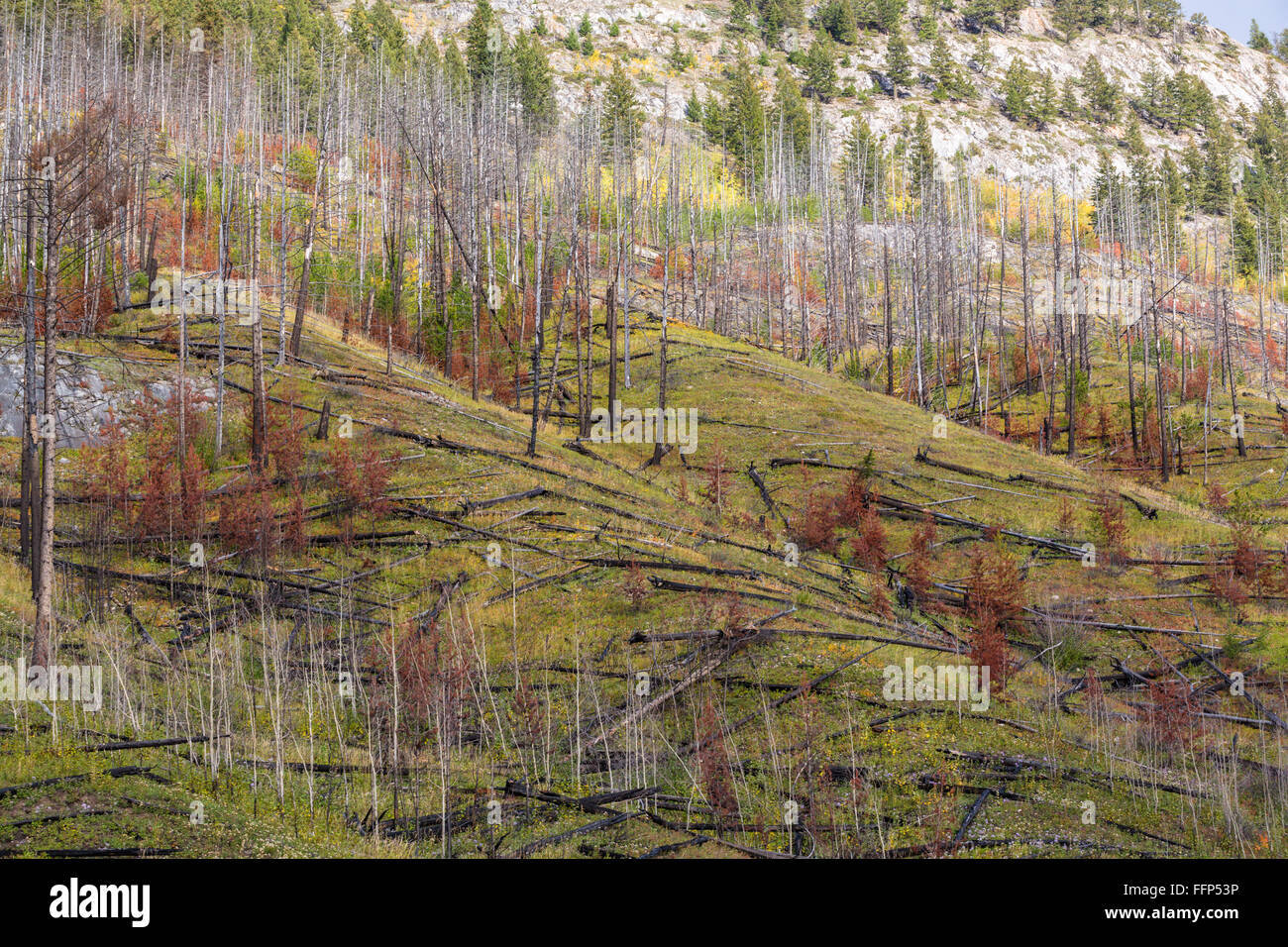 Burned forest, forest fire, Sawback, Bow Valley Parkway, Banff ...