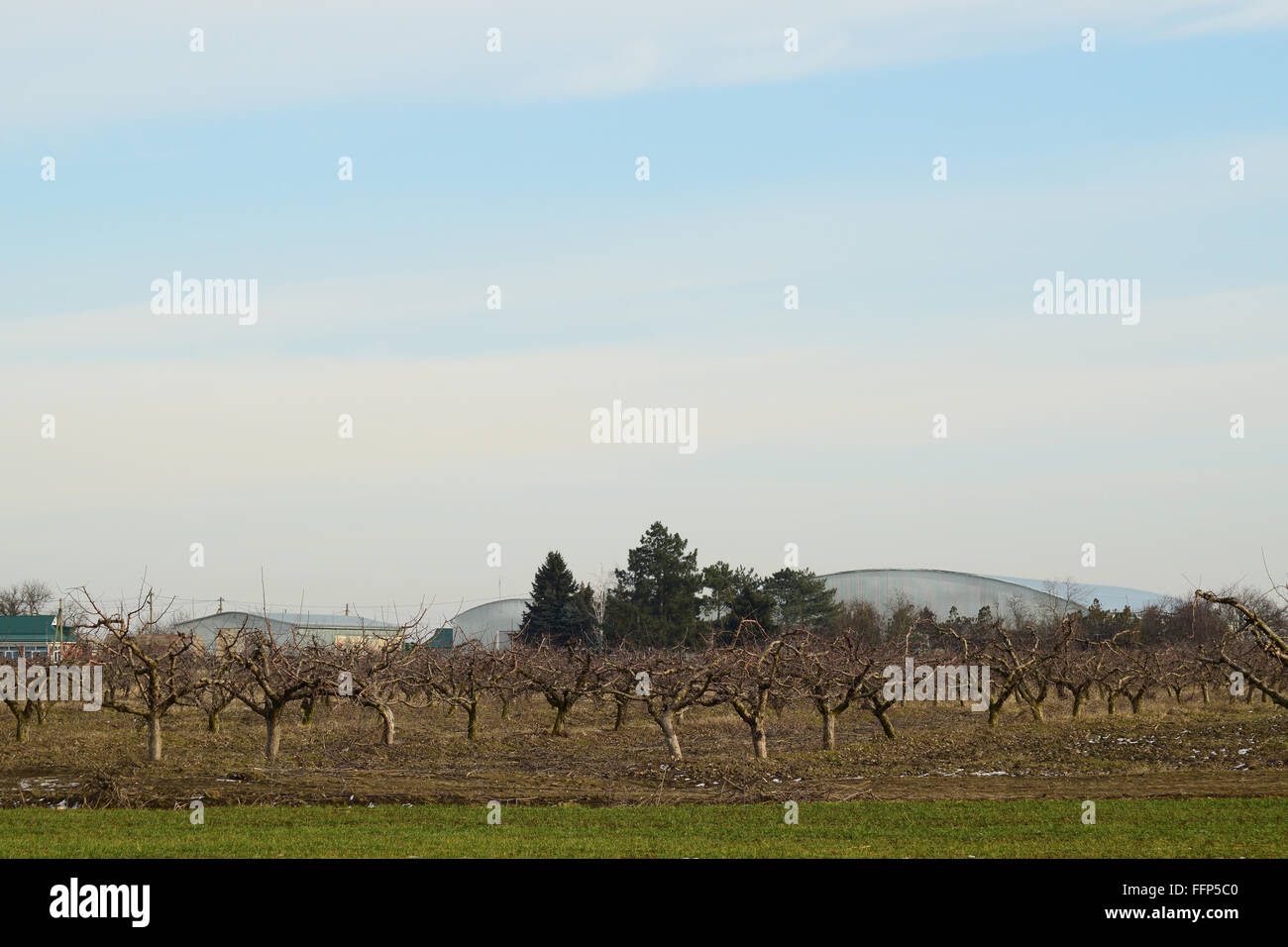 Cropped trees in the apple orchard. Care orchard, pruning trees Stock ...
