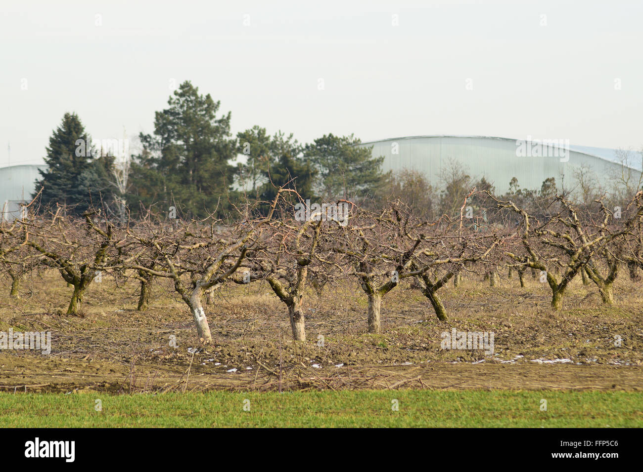 Cropped trees in the apple orchard. Care orchard, pruning trees Stock ...