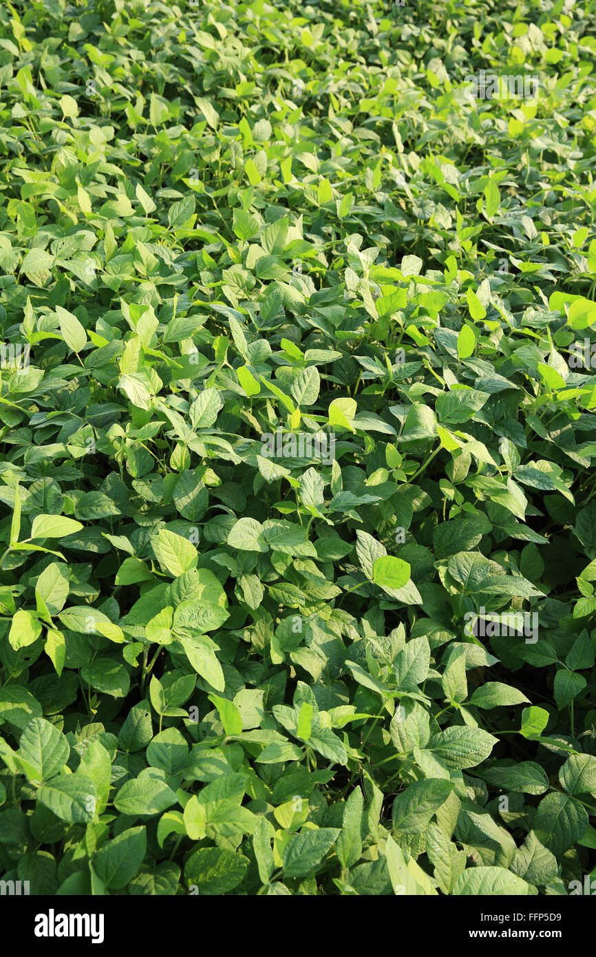 green soybean plants in growth at farmland Stock Photo - Alamy