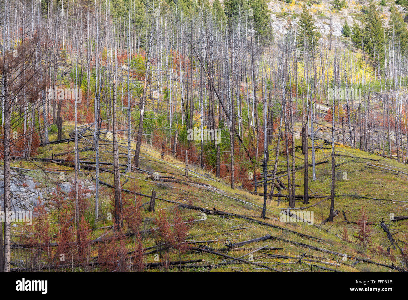 Burned forest, forest fire, Sawback, Bow Valley Parkway, Banff ...