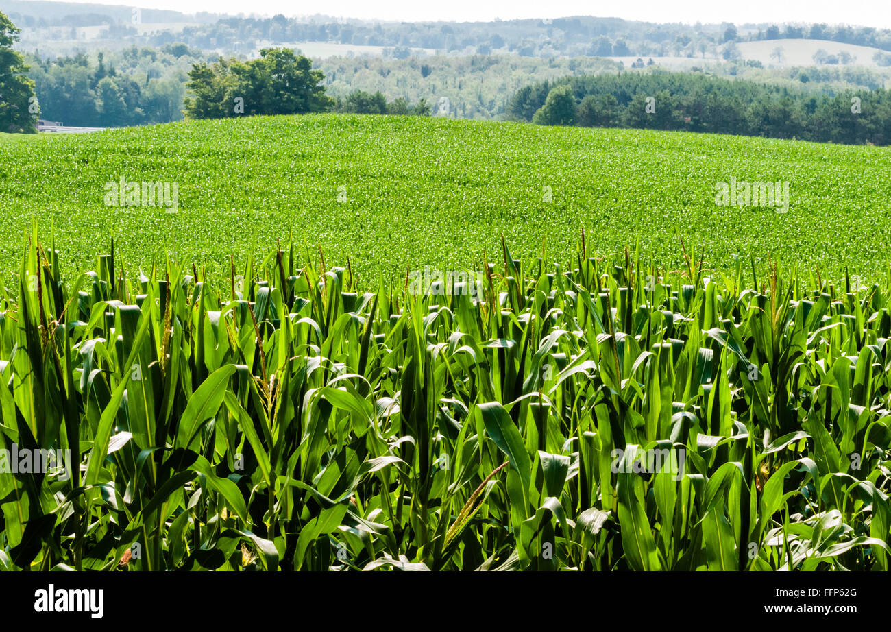 Large lush green field of corn receding into distant partly forested ...