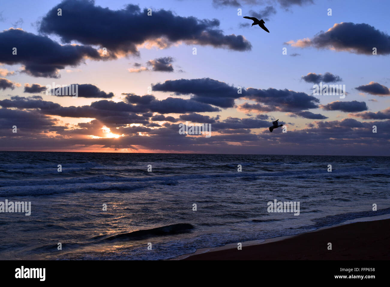Gulls at sunrise hi-res stock photography and images - Alamy