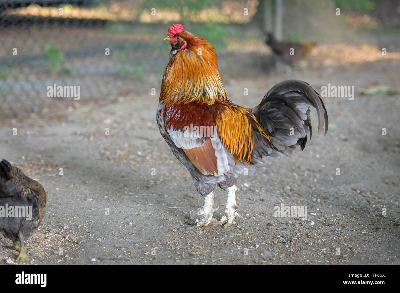 Rhode Island Red rooster Stock Photo - Alamy