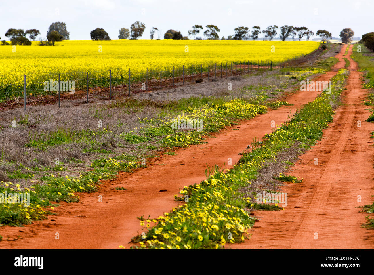 Rapeseed and wildflowers hi-res stock photography and images - Alamy