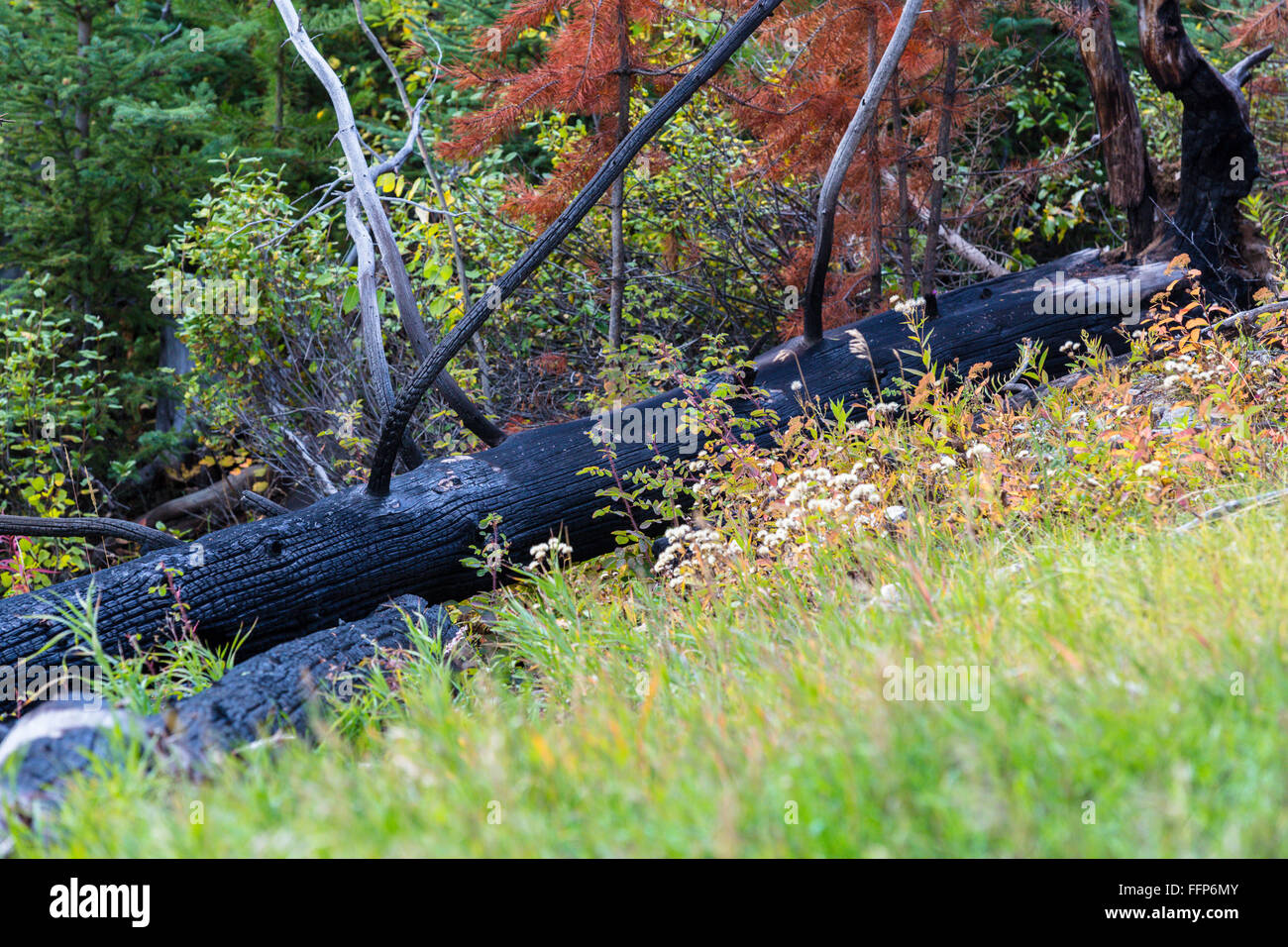 Burned forest, forest fire, Sawback, Bow Valley Parkway, Banff ...