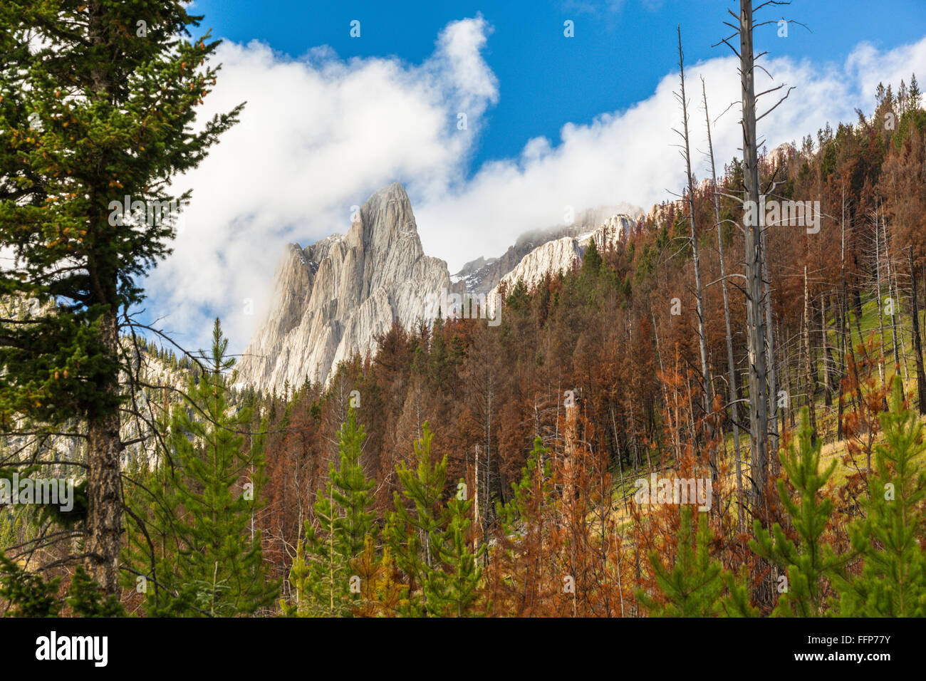 Burned forest, forest fire, Sawback, Bow Valley Parkway, Banff ...