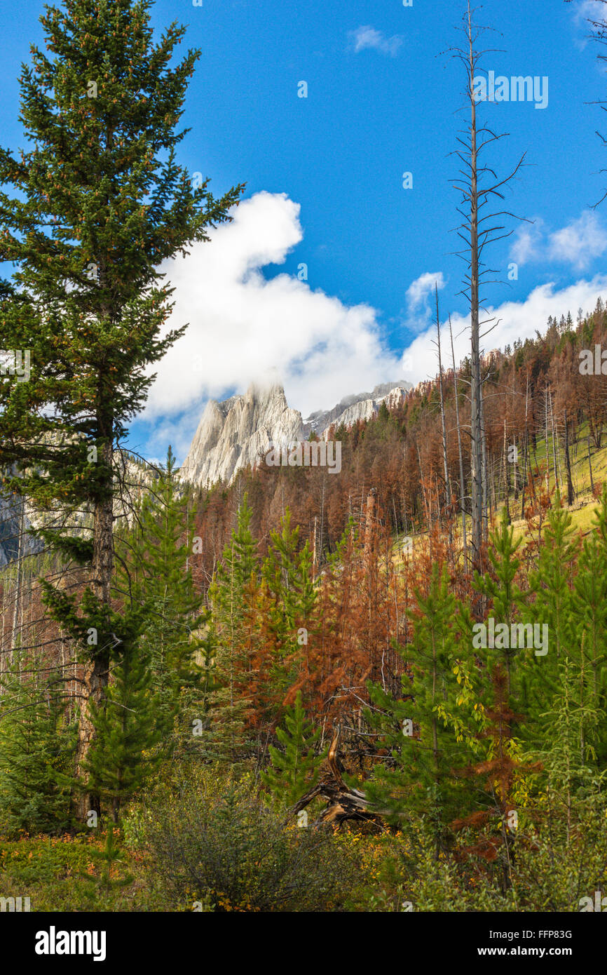 Burned forest, forest fire, Sawback, Bow Valley Parkway, Banff ...
