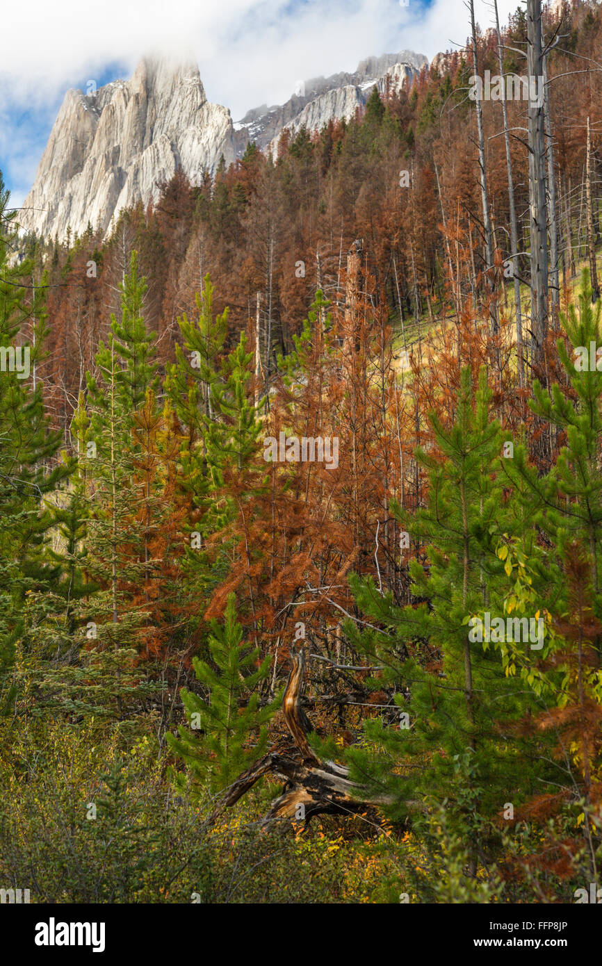 Burned forest, forest fire, Sawback, Bow Valley Parkway, Banff ...