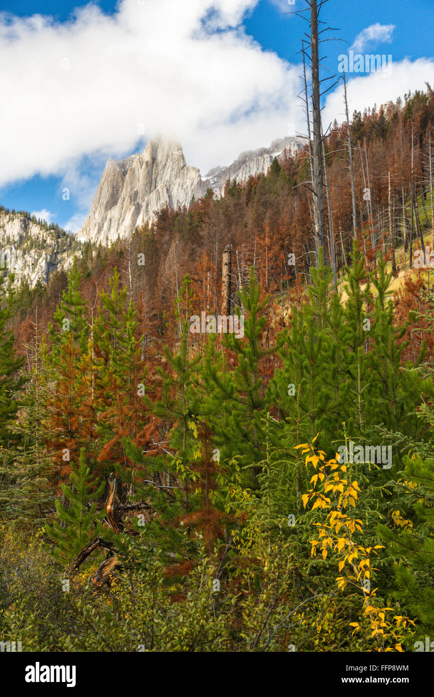 Burned forest, forest fire, Sawback, Bow Valley Parkway, Banff ...