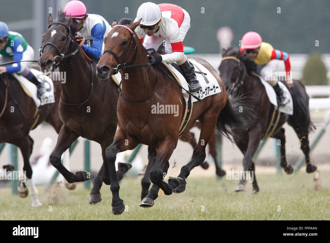 Kyoto, Japan. 13th Feb, 2016. Suave Arthur (Hirofumi Shii) Horse Racing ...