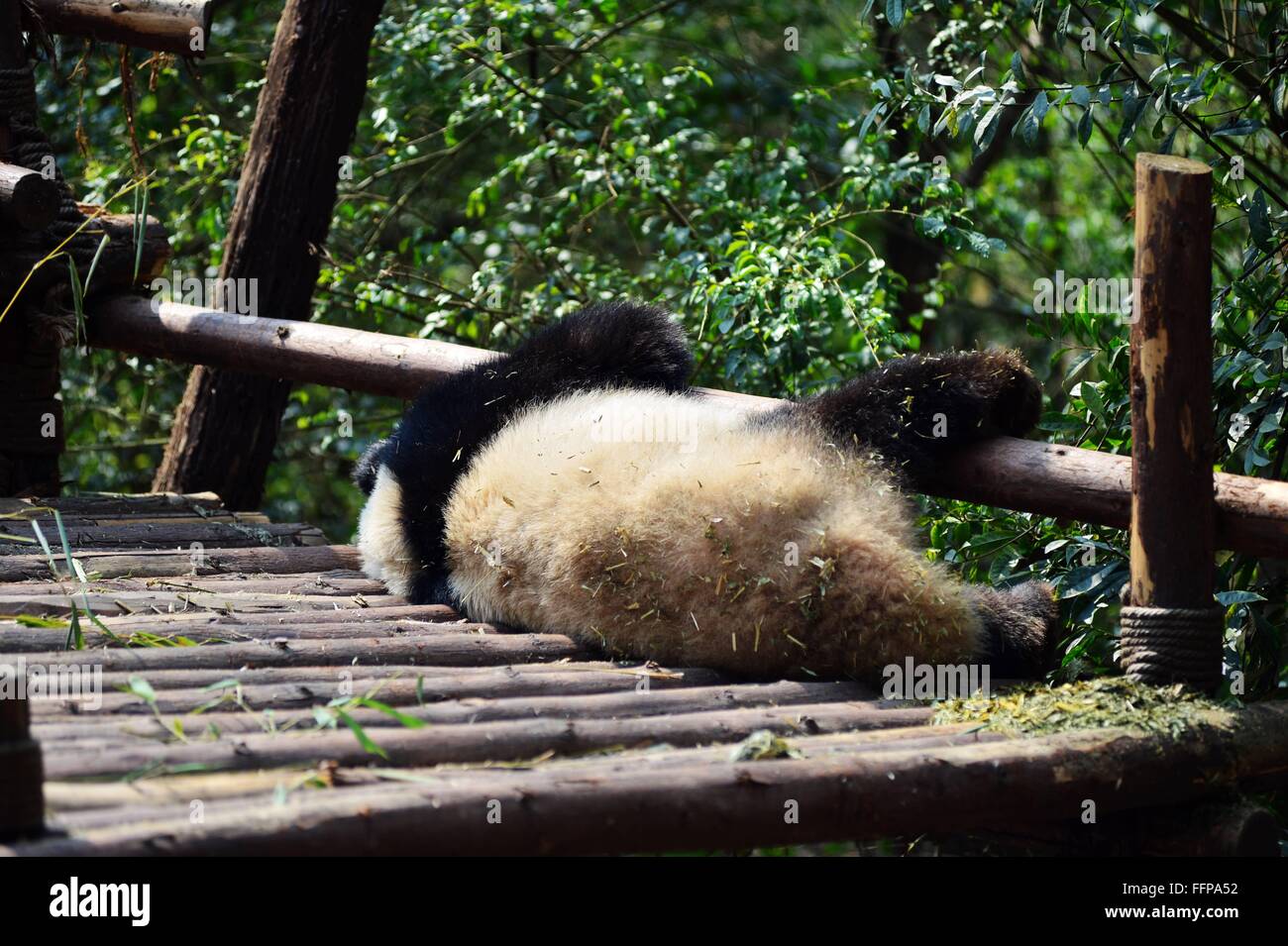 Chengdu, China's Sichuan Province. 16th Feb, 2016. A giant panda rests ...