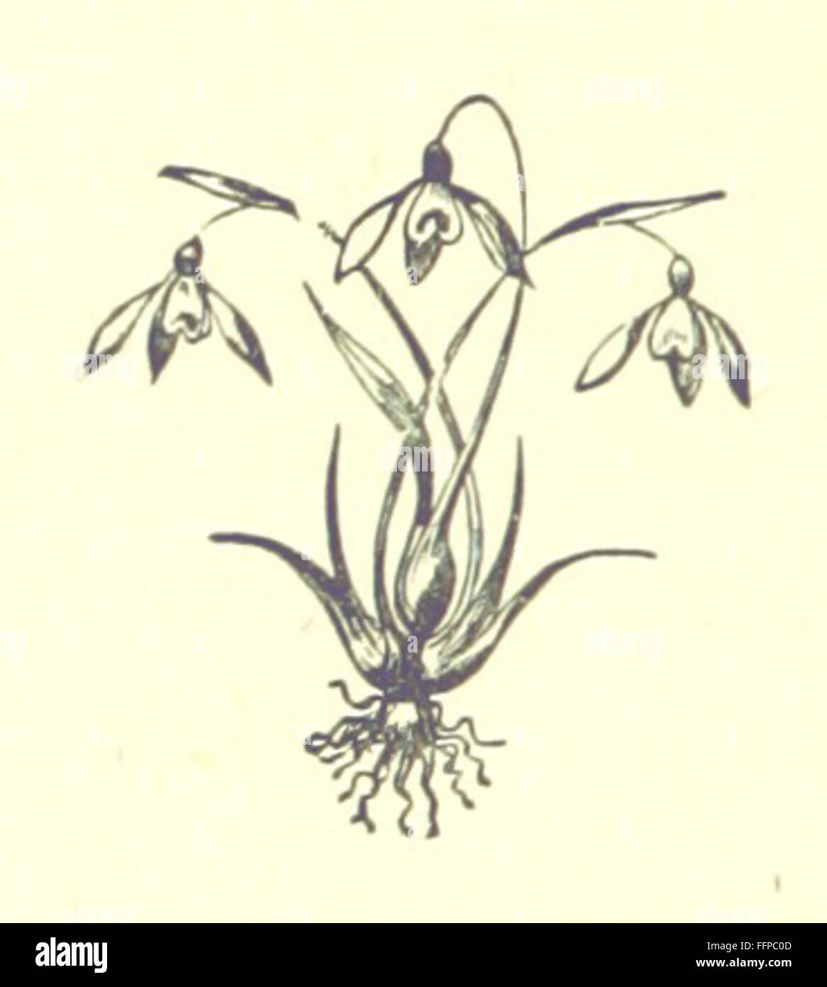 'The British Subaltern' is a novel written by an ex-subaltern ...