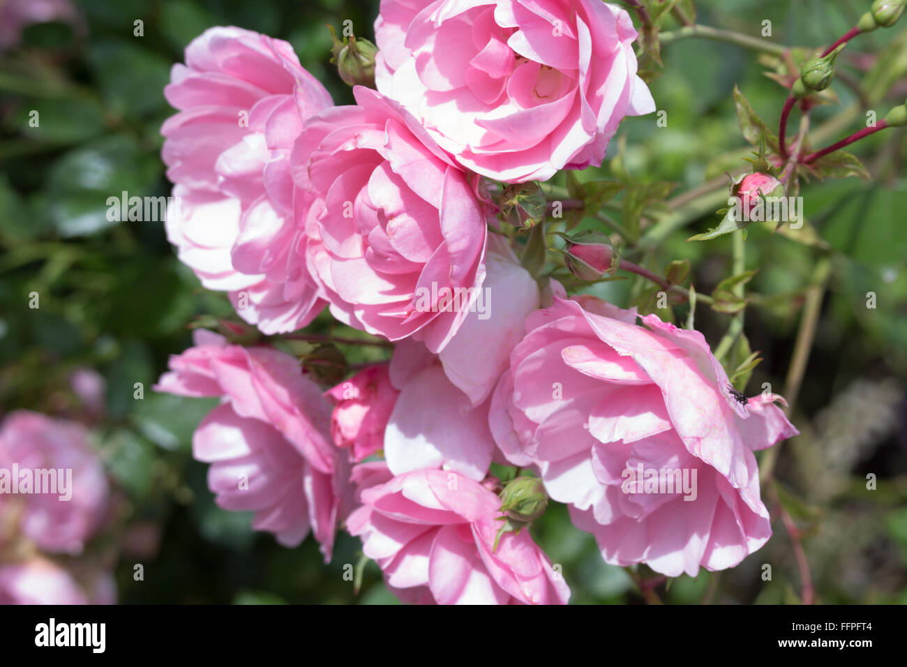 Lovely pink climbing roses Stock Photo - Alamy