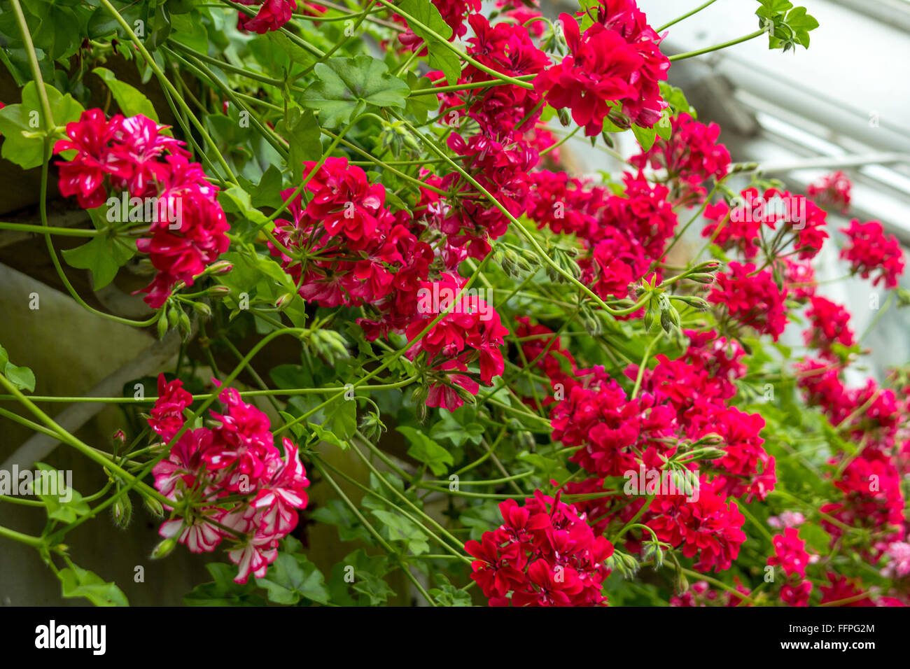 Trailing stem hi-res stock photography and images - Alamy