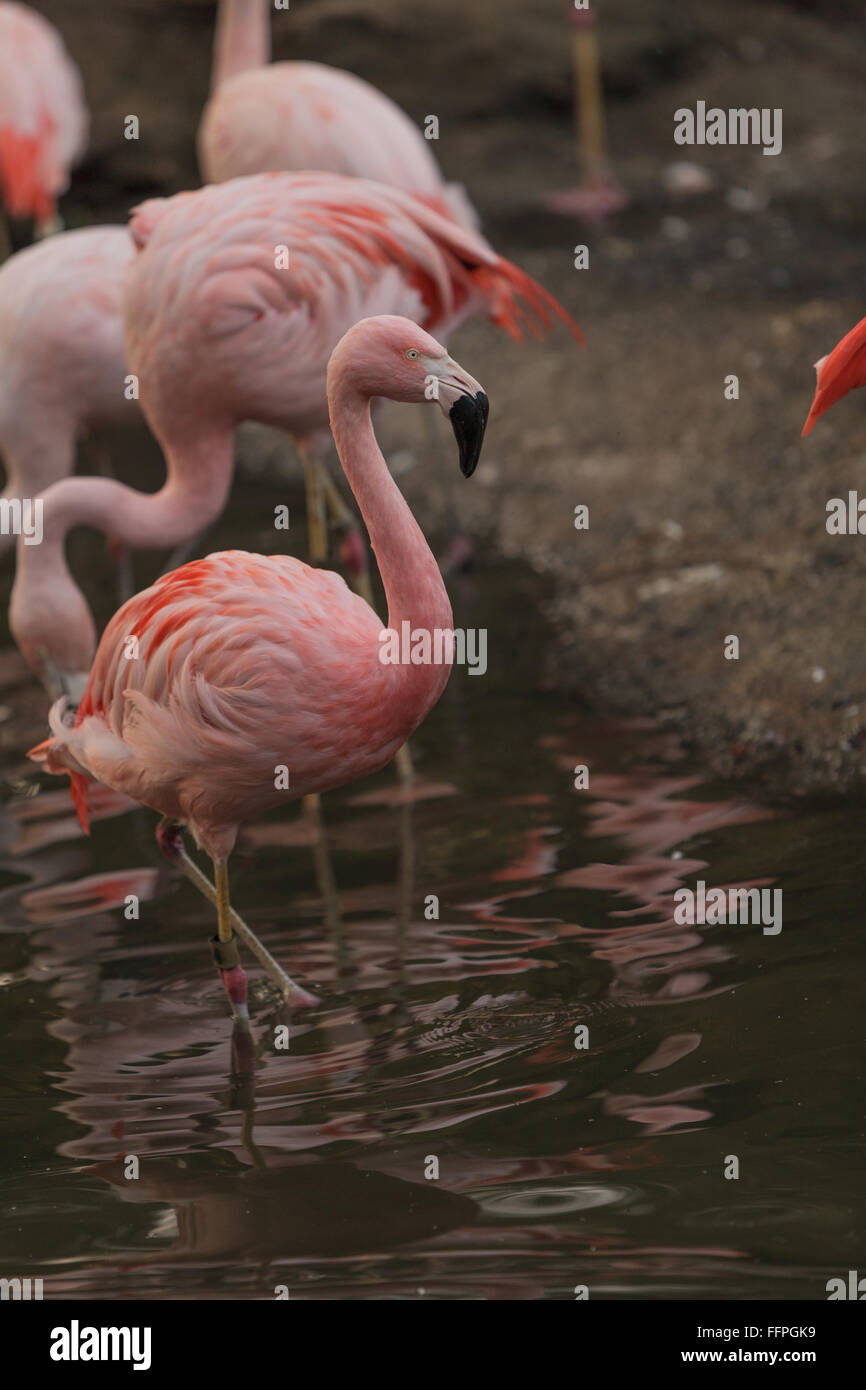 Flamingo in aviary hi-res stock photography and images - Alamy