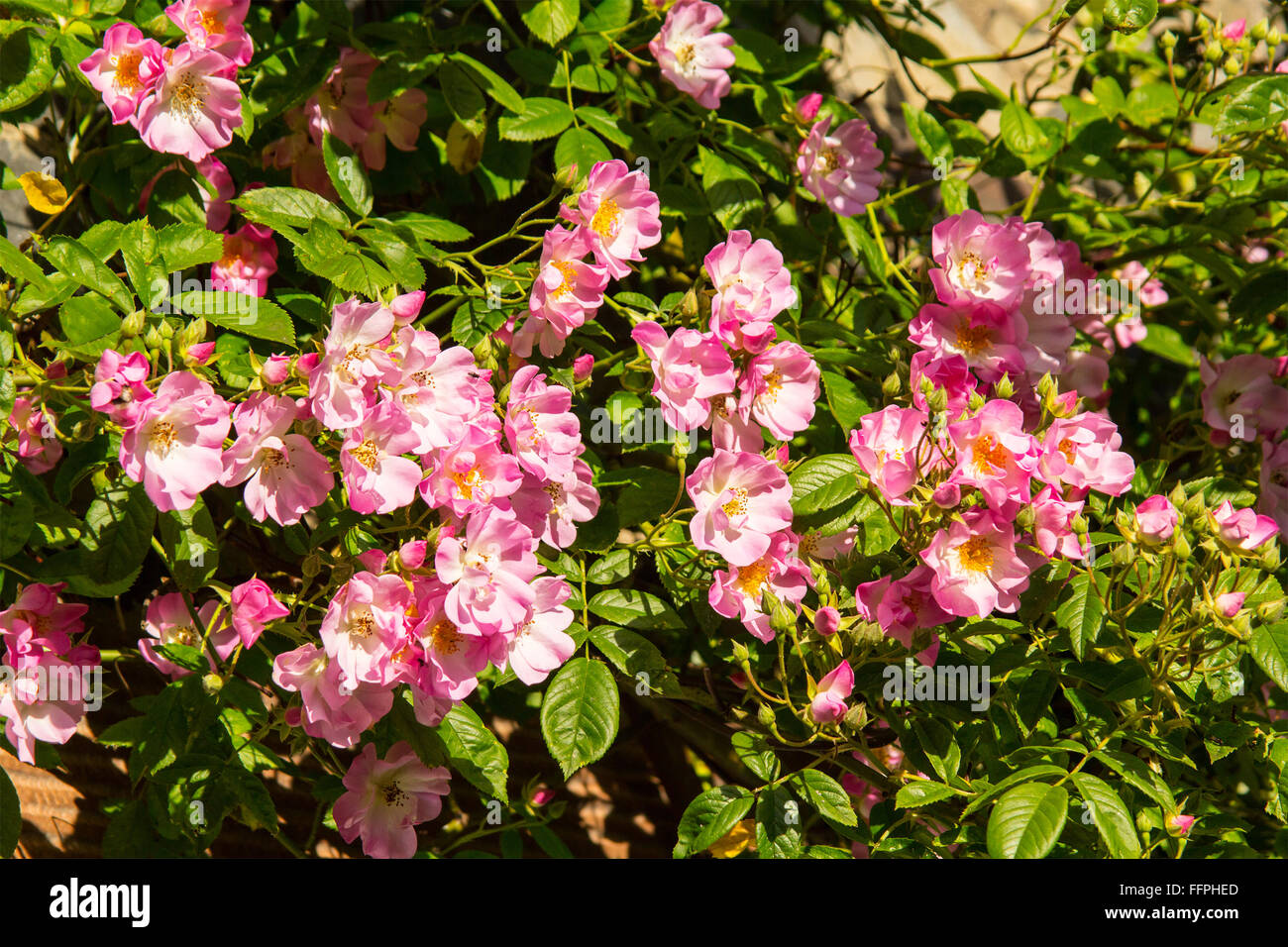 Lovely pink climbing roses close up, in the sunshine Stock Photo - Alamy