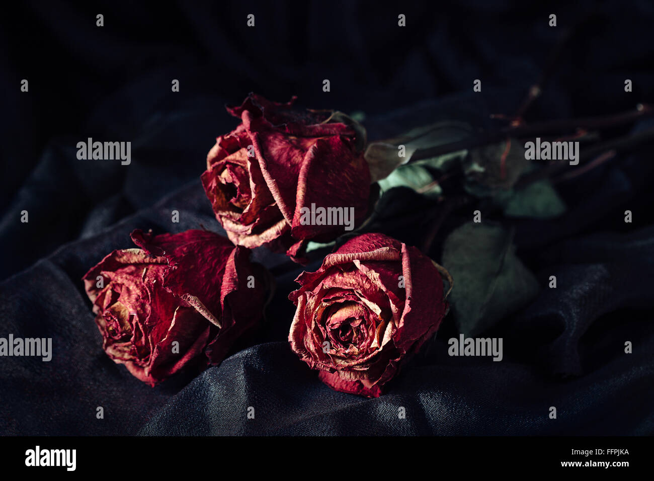 Three dry roses Stock Photo - Alamy