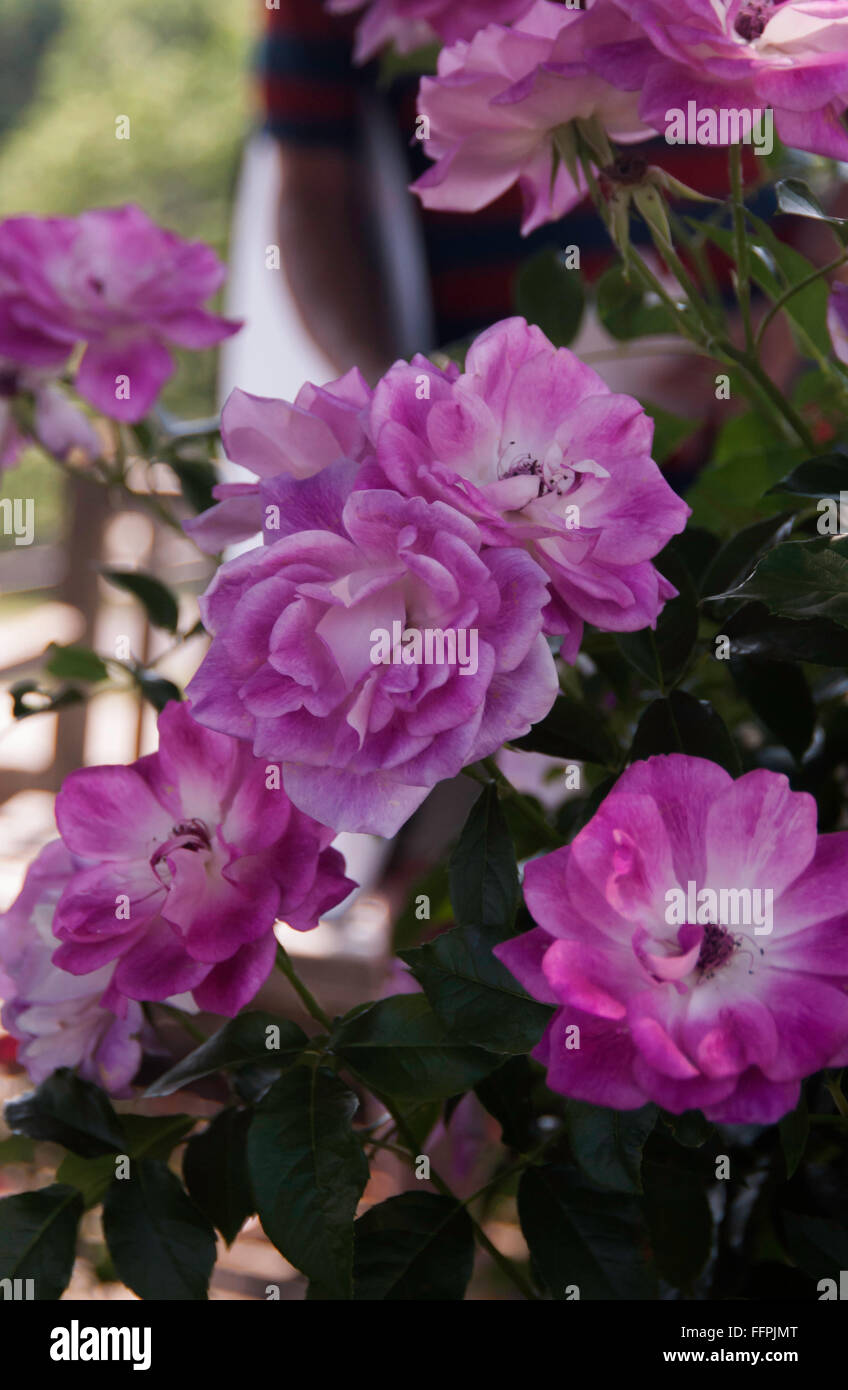 Rosa , Brilliant Pink Iceberg, floribunda, pink Stock Photo - Alamy