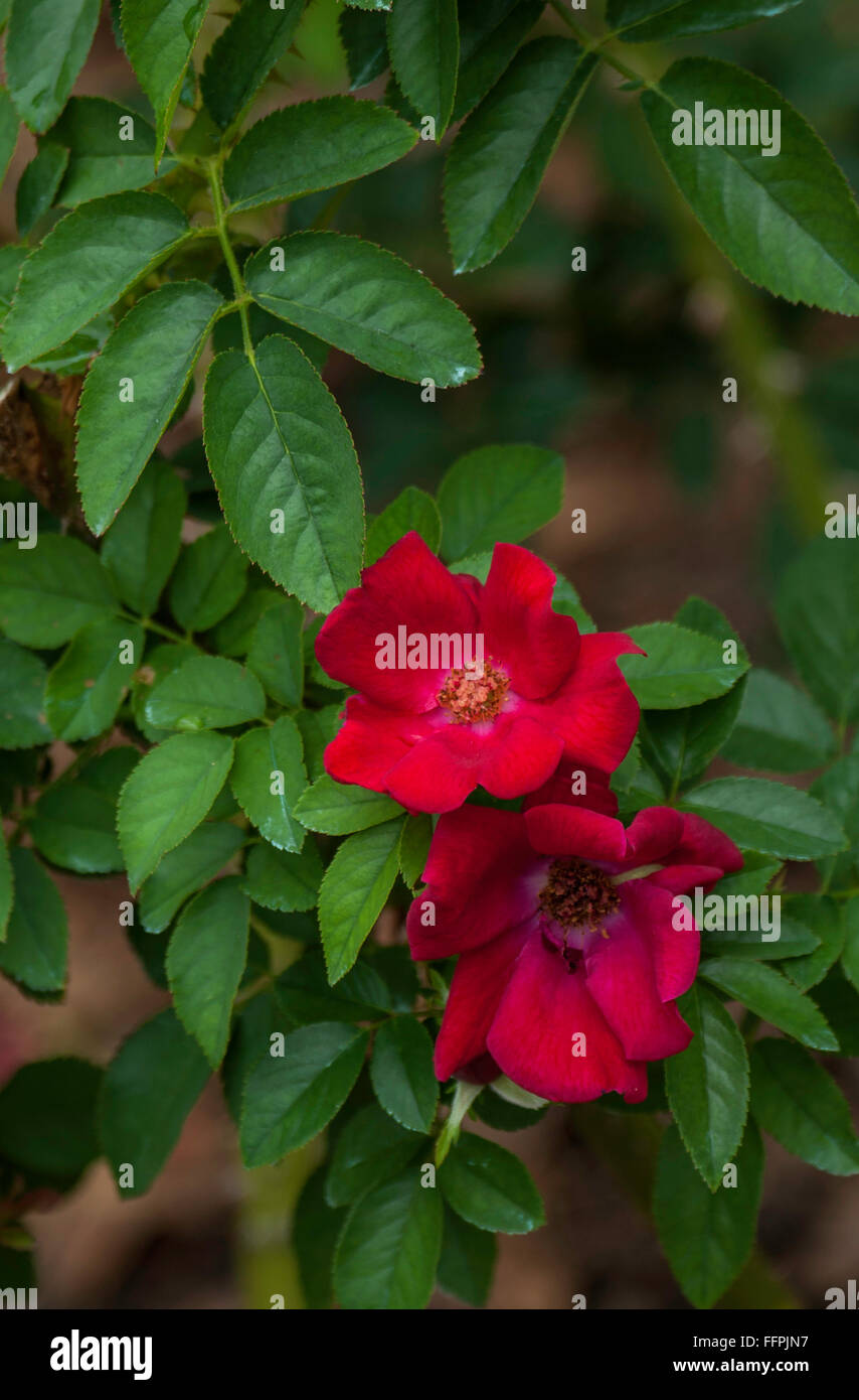 Floribunda hi-res stock photography and images - Alamy