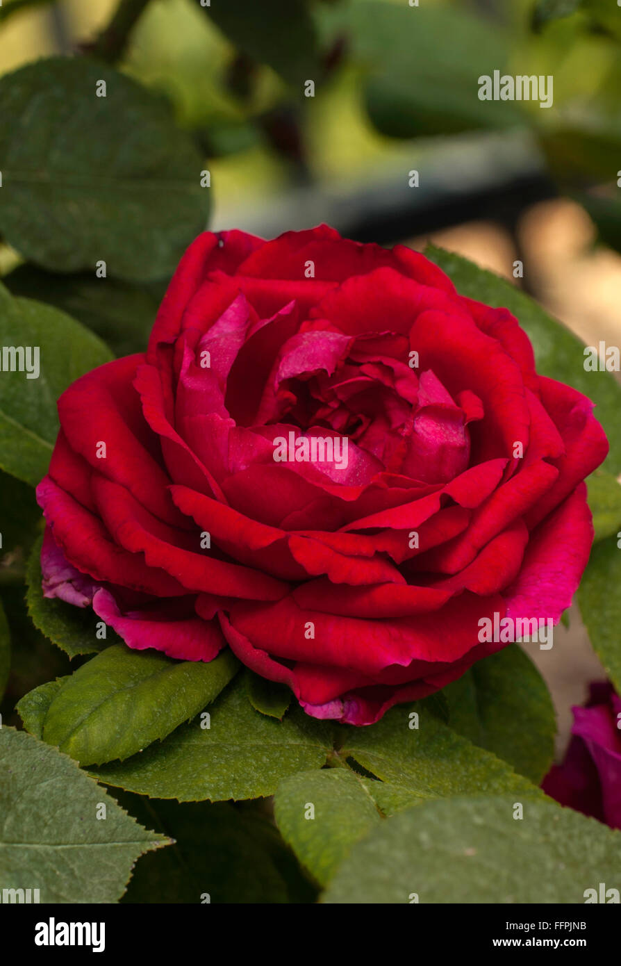 Rosa HENRY NEVARD,Hybrid perpetual rose Stock Photo - Alamy