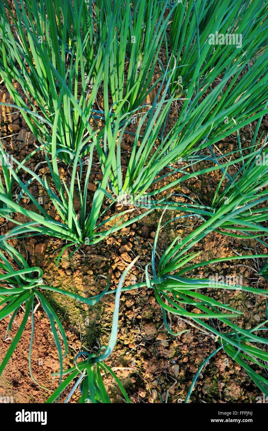 green spring onion in growth at vegetable garden Stock Photo - Alamy