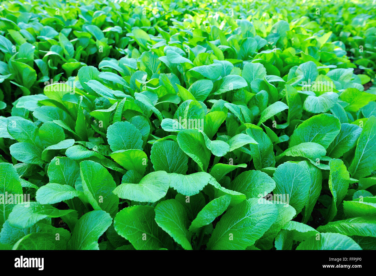 Mustard growing in garden row hi-res stock photography and images - Alamy