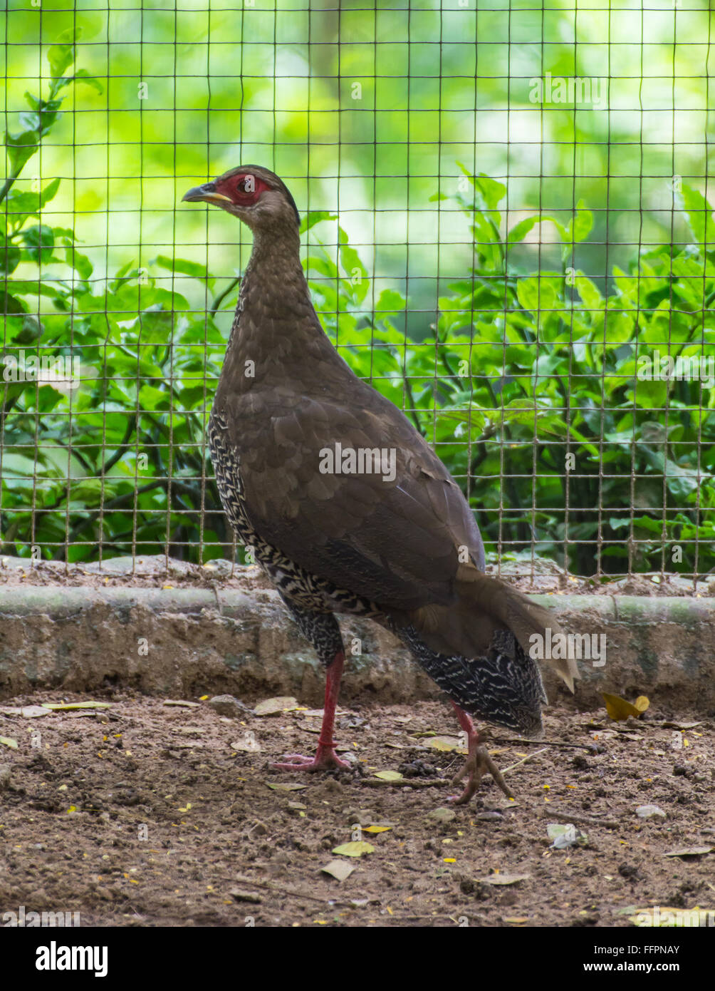 Female pheasant bird Stock Photo - Alamy