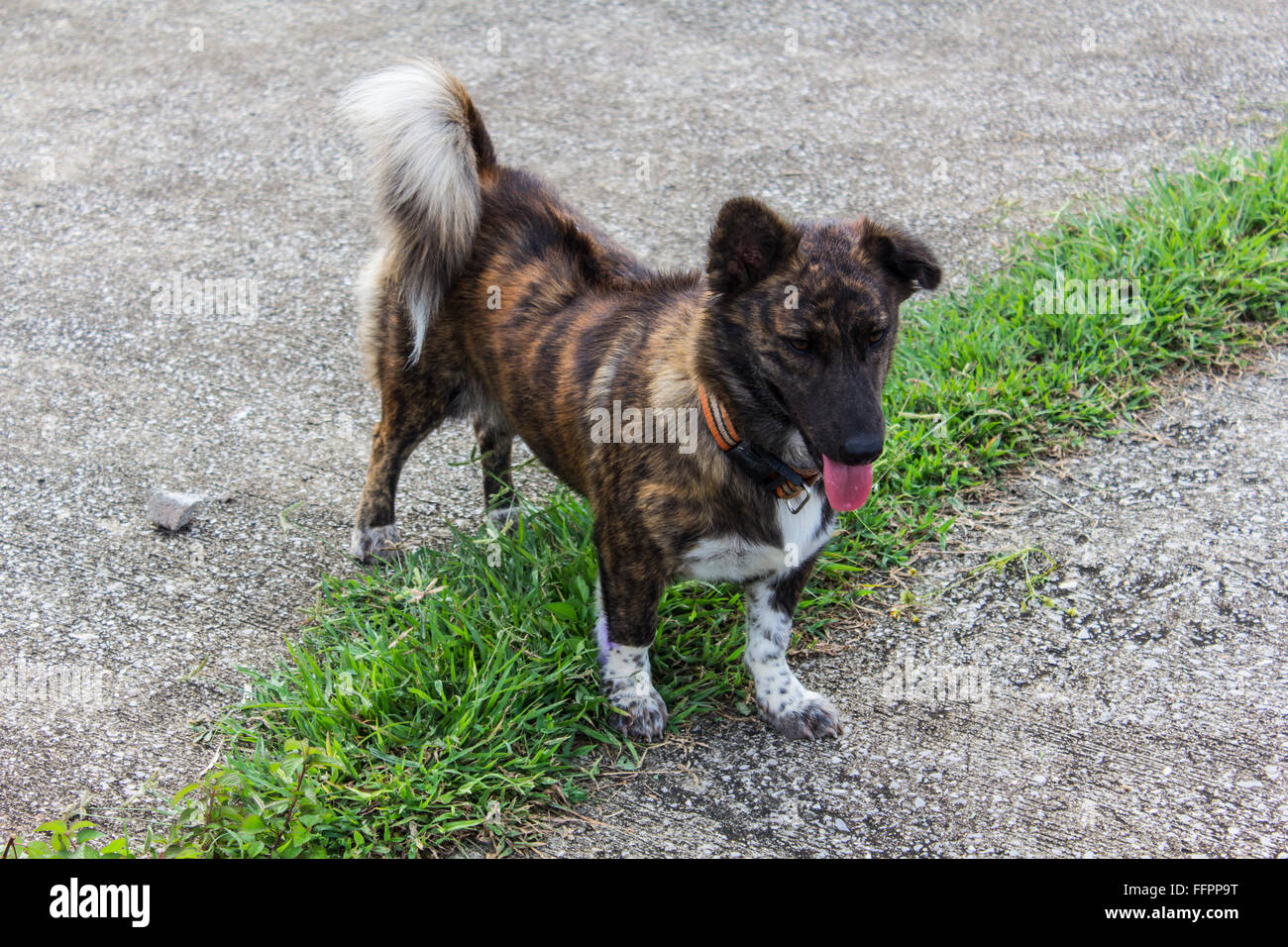 Thai Stray dog Stock Photo - Alamy