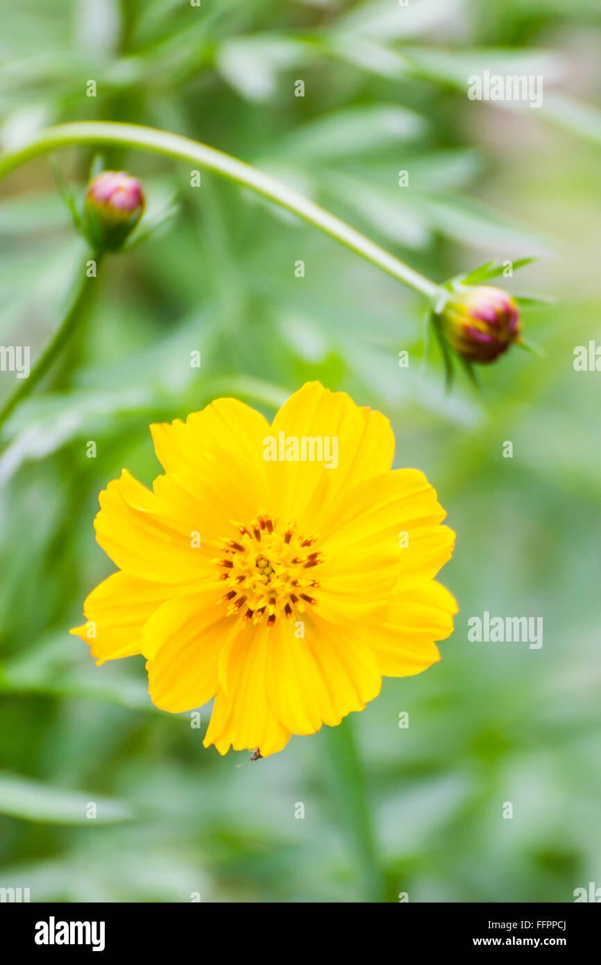 Beautiful yellow cosmos flower blooming hi-res stock photography and ...