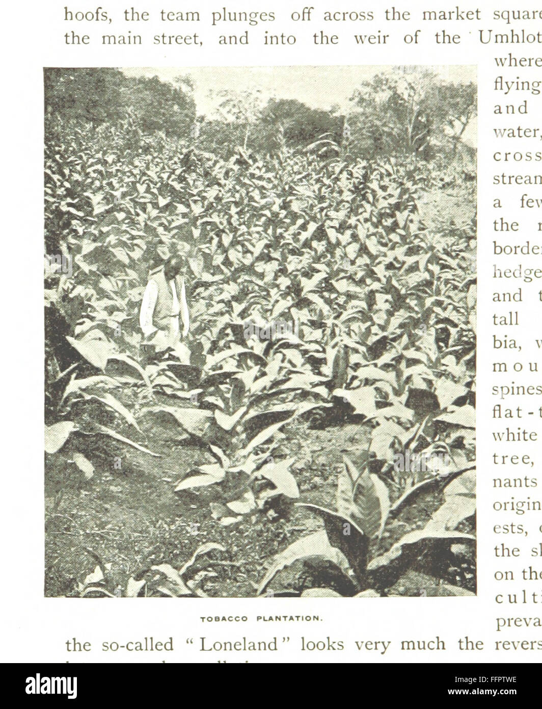 This edition of 'The Colony of Natal' is an official illustrated ...