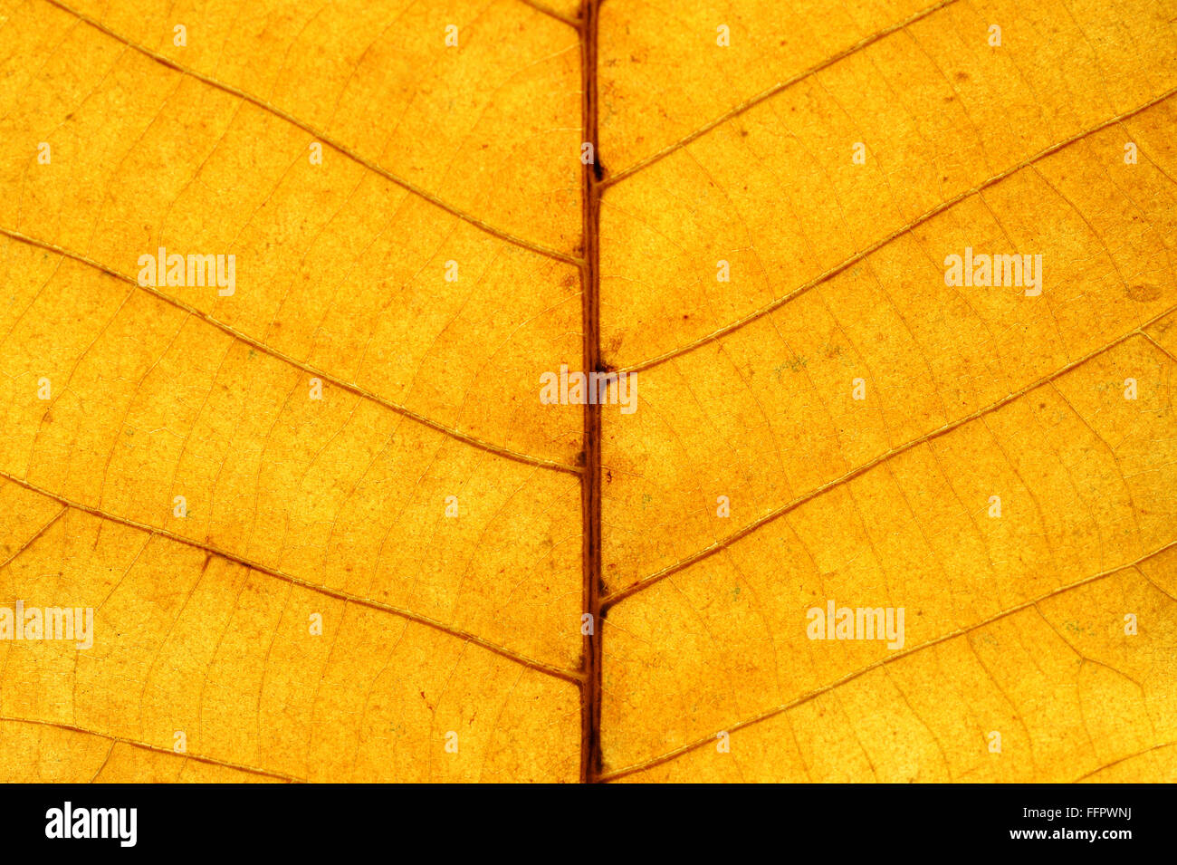 close-up on autumn yellow leaf texture Stock Photo - Alamy