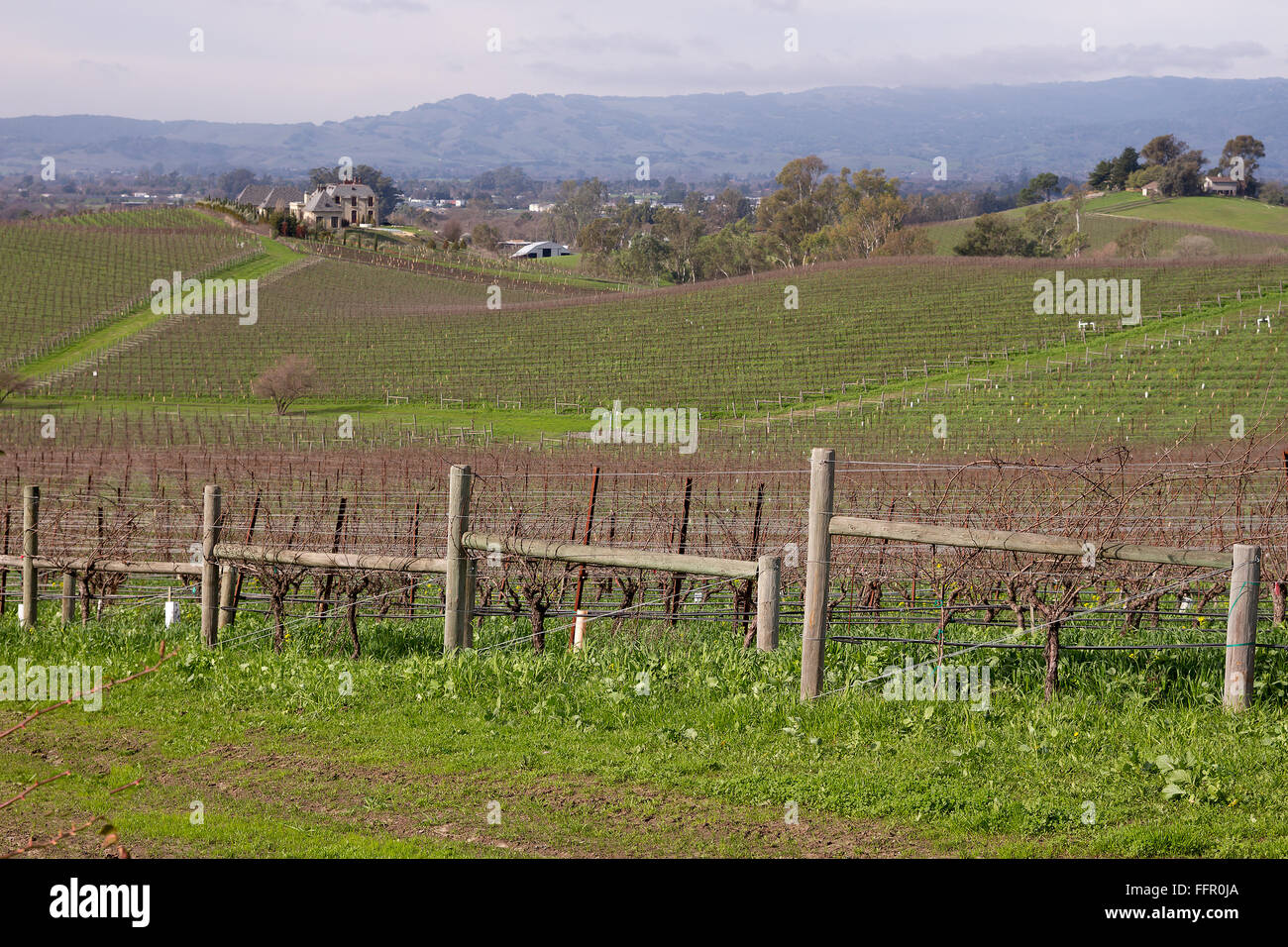 Napa Valley winter vineyard Stock Photo - Alamy