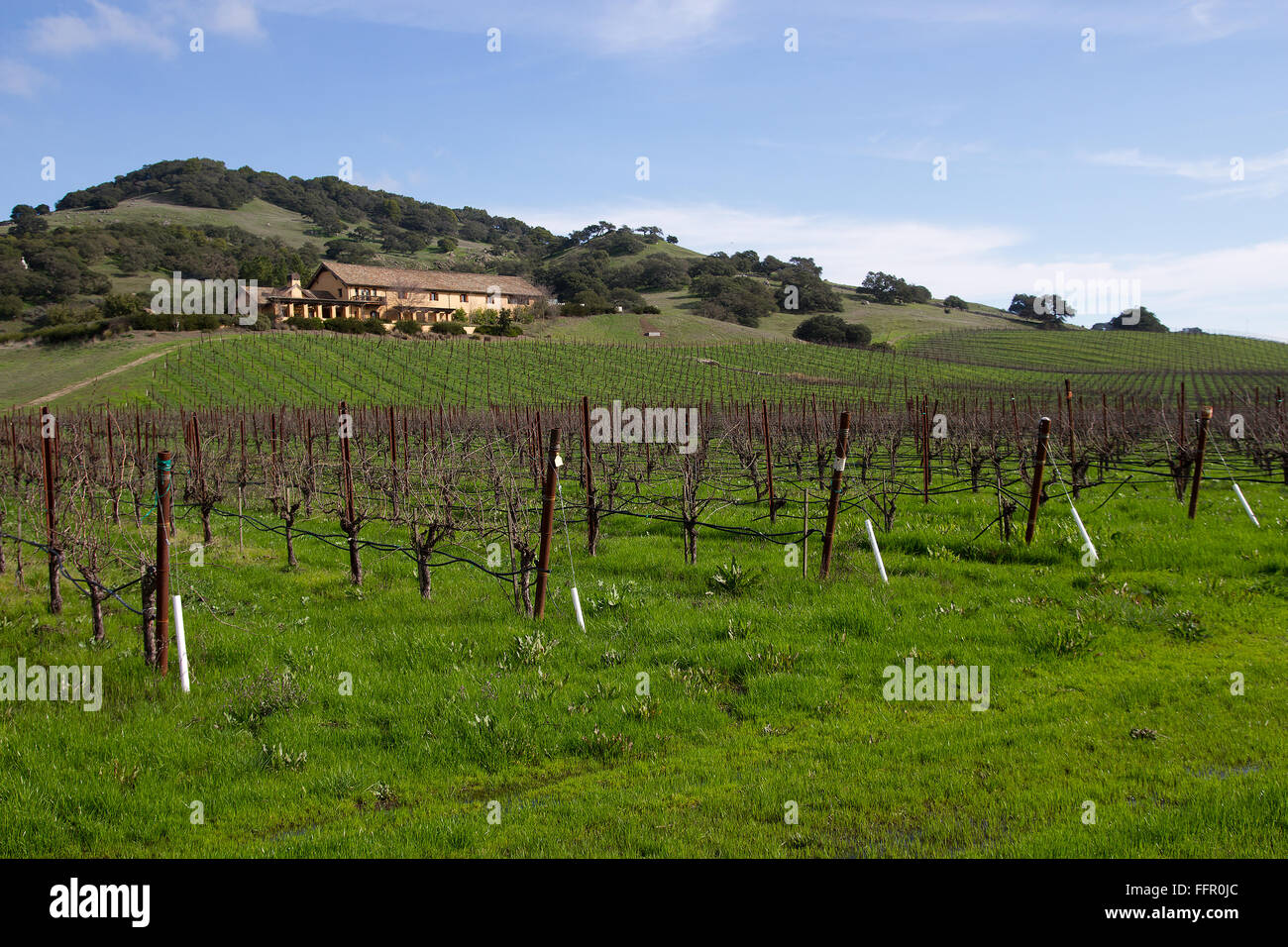 Napa Valley winter vineyard Stock Photo - Alamy