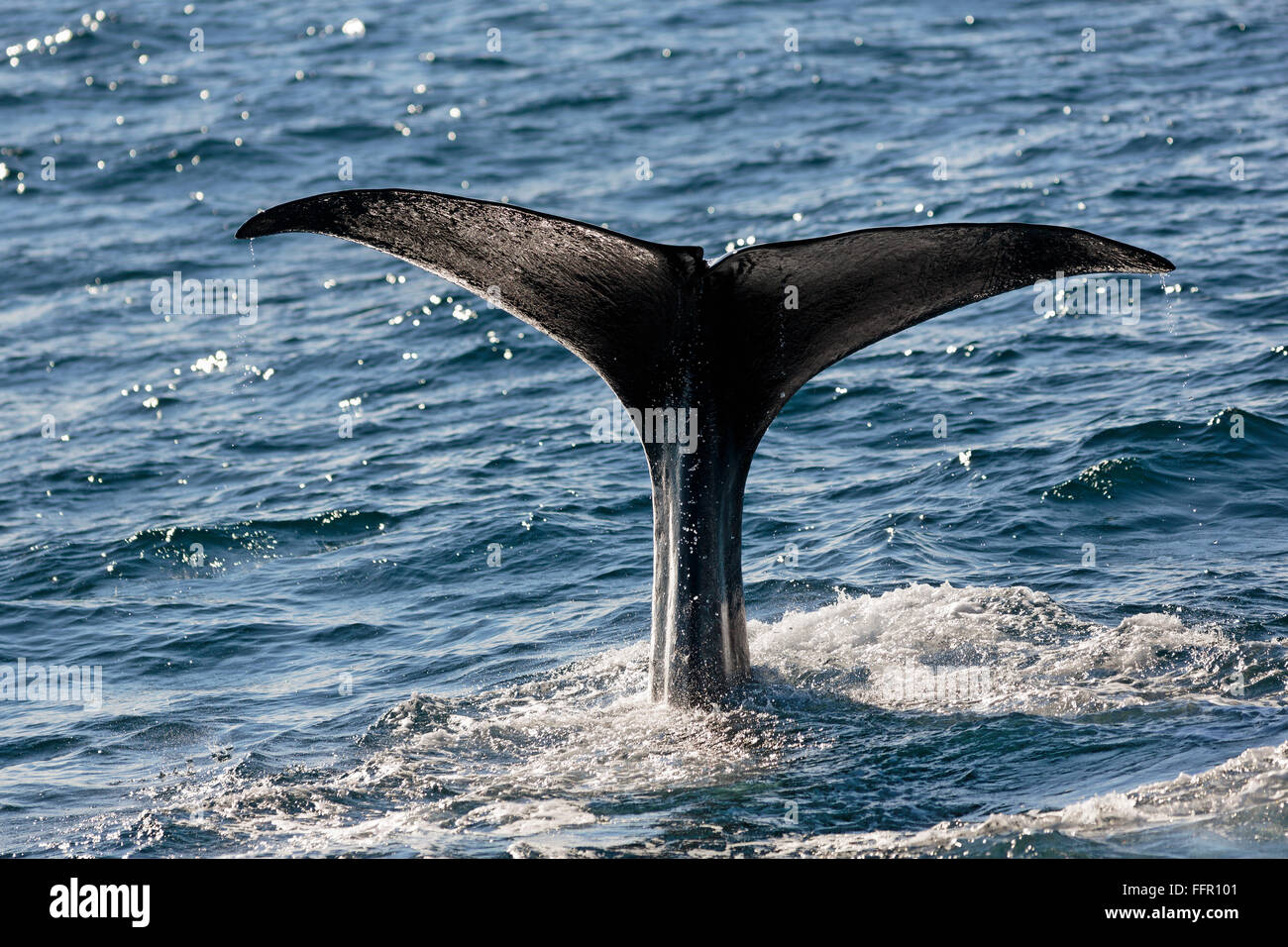 Bull Sperm Whale Vs Colossal Squid