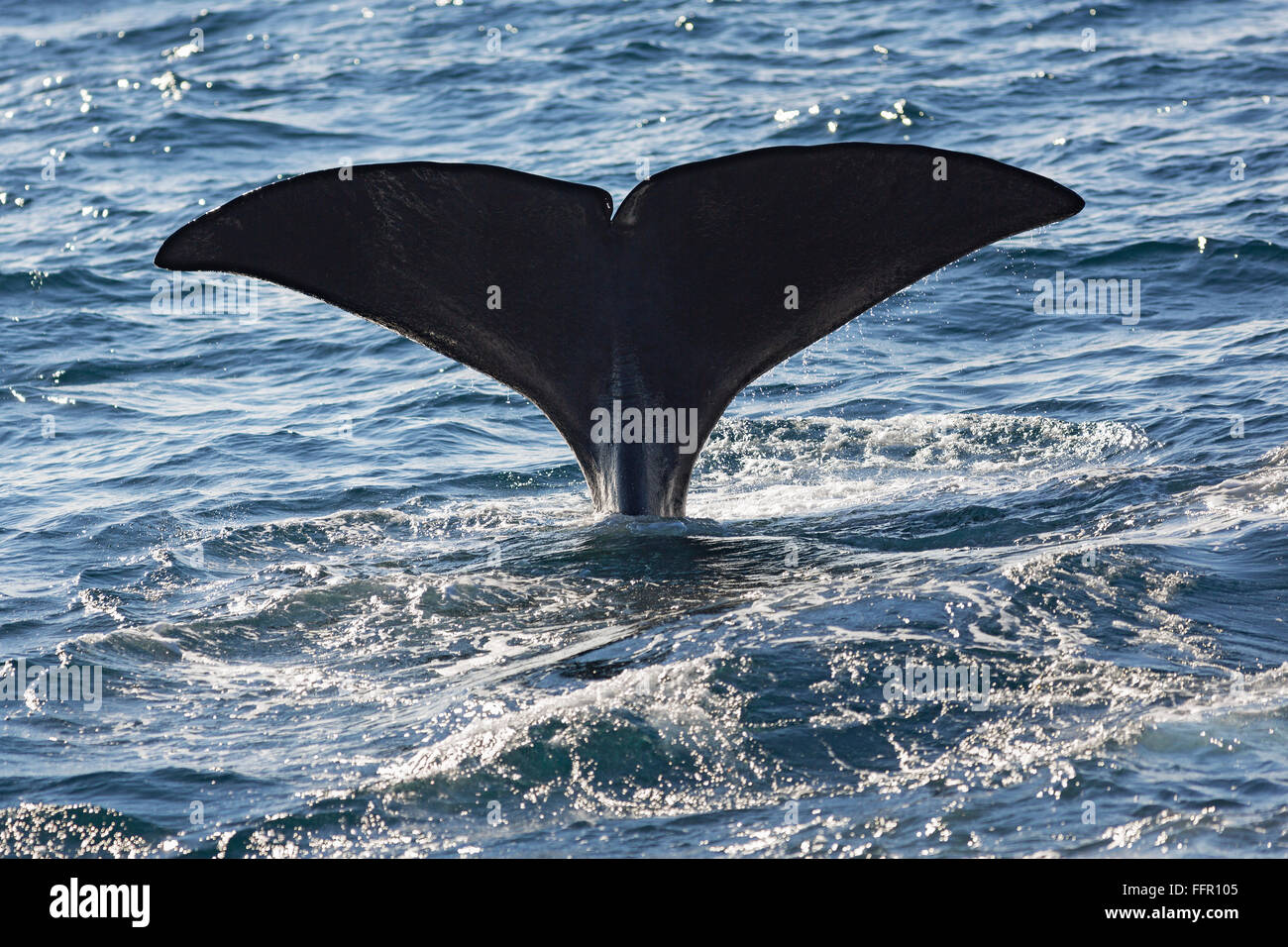 Bull sperm whale hi-res stock photography and images - Alamy