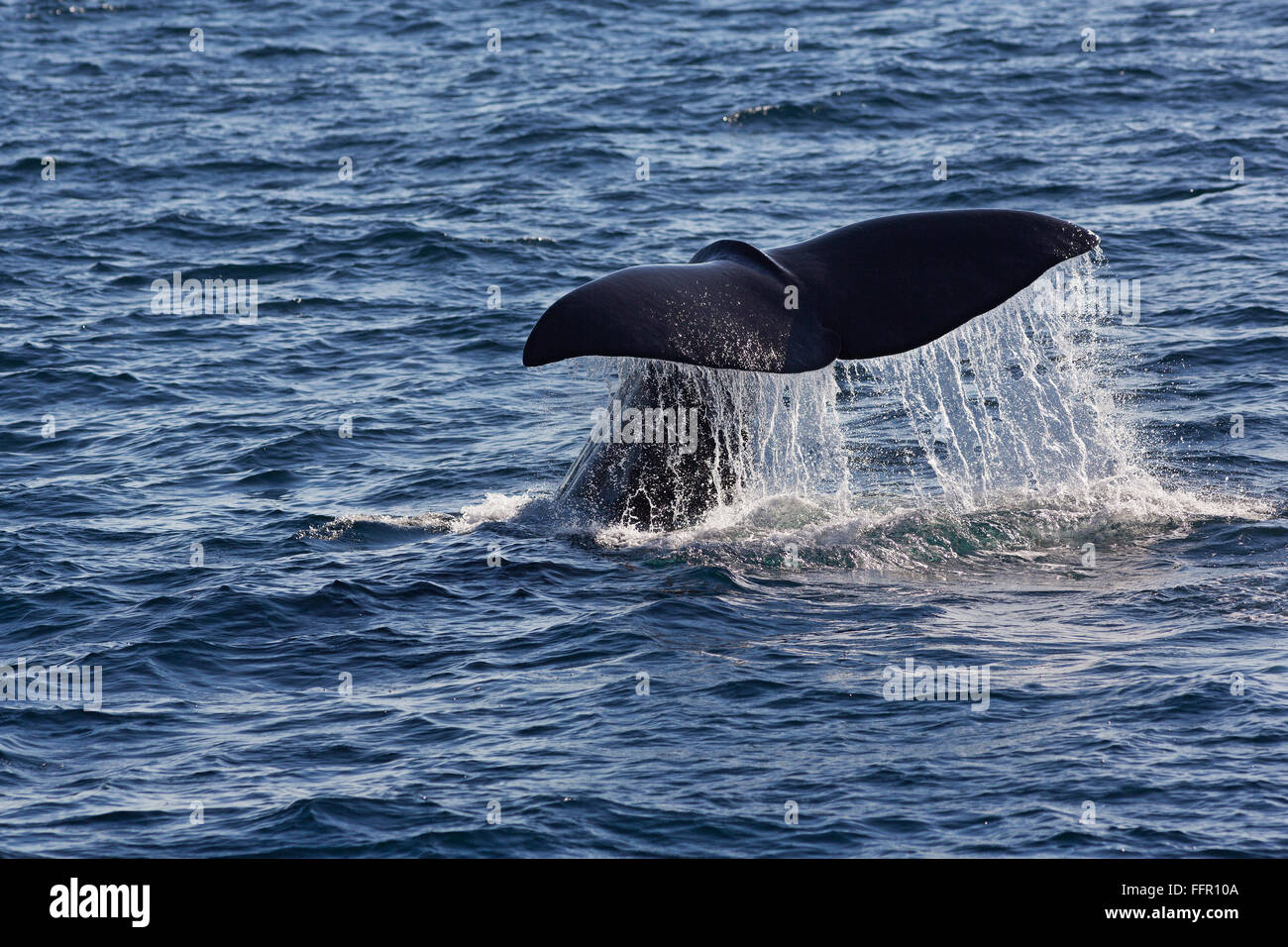 Sperm whale (Physeter macrocephalus Physeter or catodon), sperm whale ...