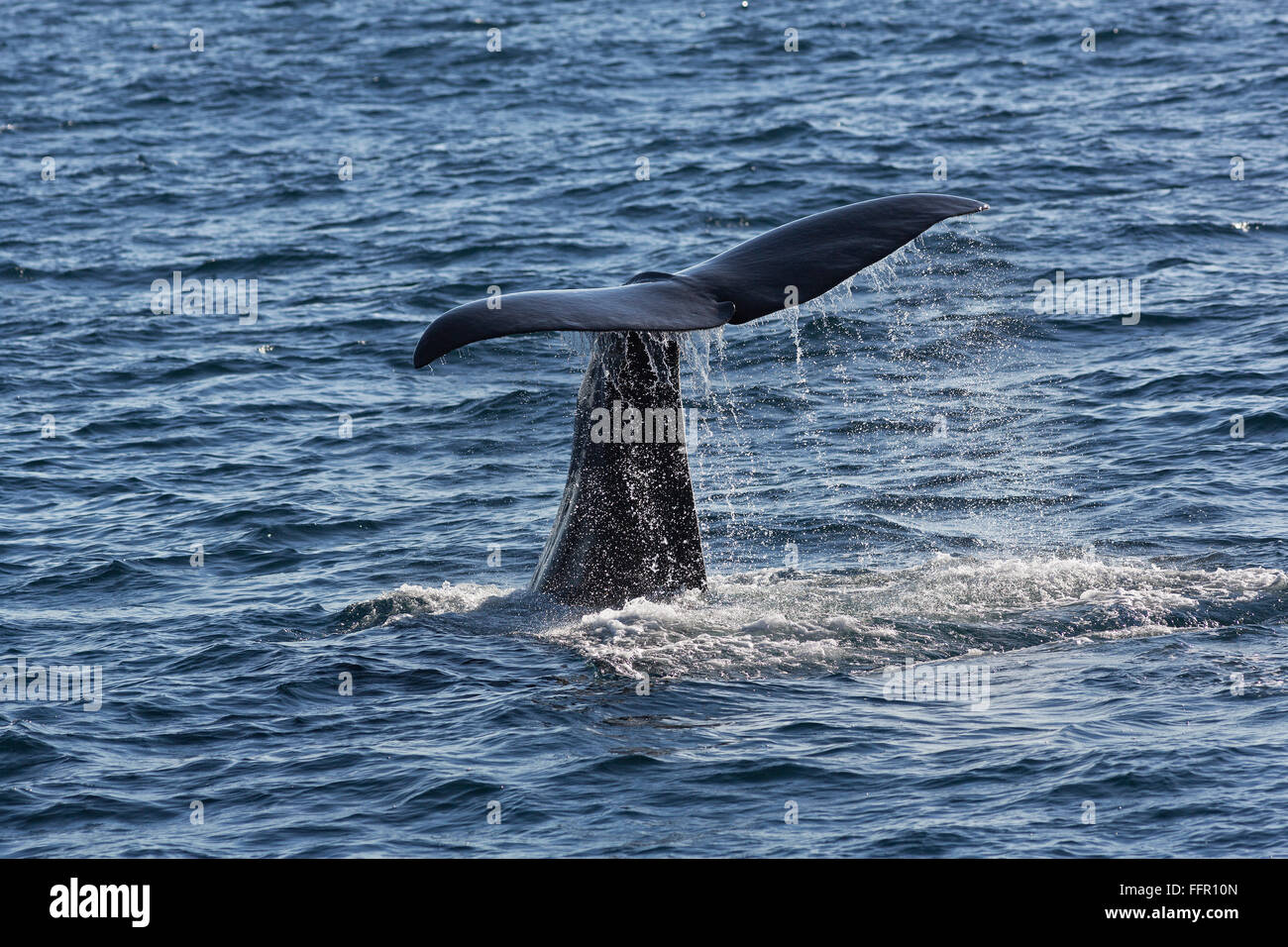Sperm whale (Physeter macrocephalus Physeter or catodon), sperm whale ...