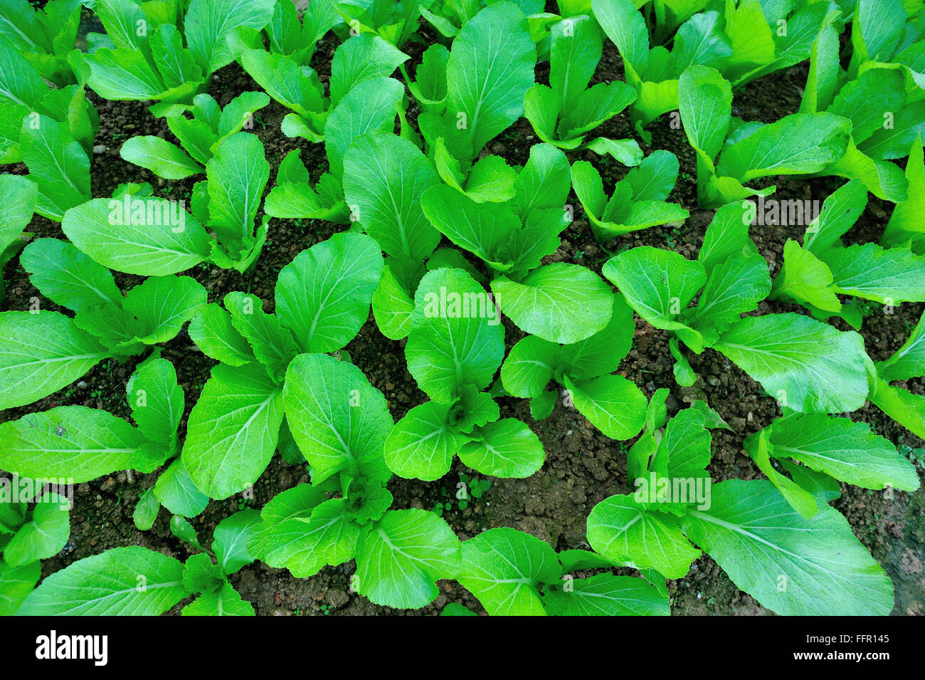 Green leaf mustard in growth at vegetable garden Stock Photo - Alamy