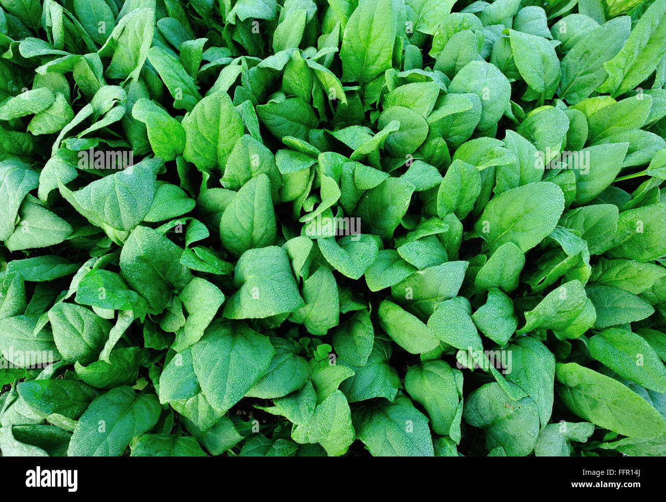 green spinach in growth at vegetable garden Stock Photo - Alamy