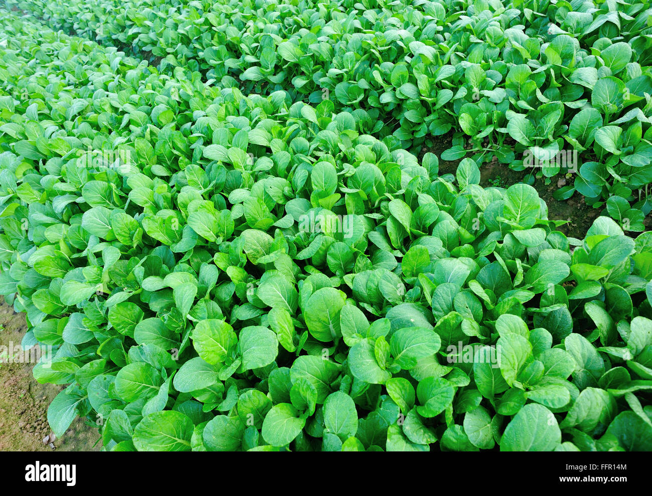 Choi sum chinese asian vegetable hi-res stock photography and images ...