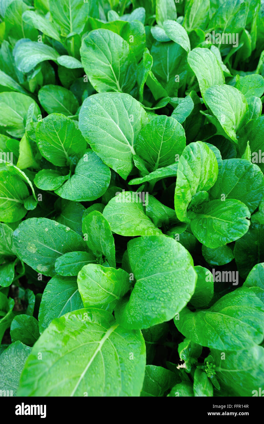 Choi sum chinese asian vegetable hi-res stock photography and images ...