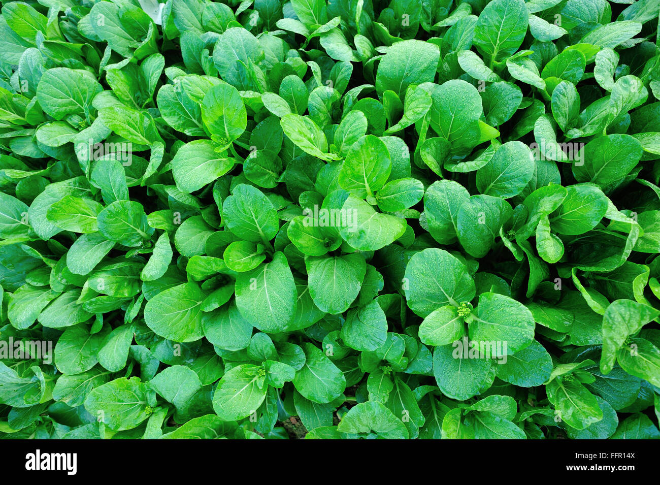 Green choy sum in growth at vegetable garden Stock Photo - Alamy