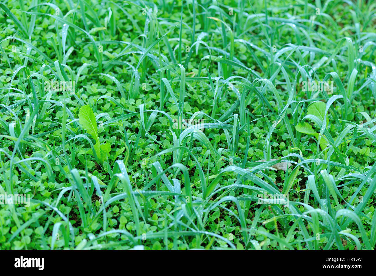 China green spring sprout hi-res stock photography and images - Alamy