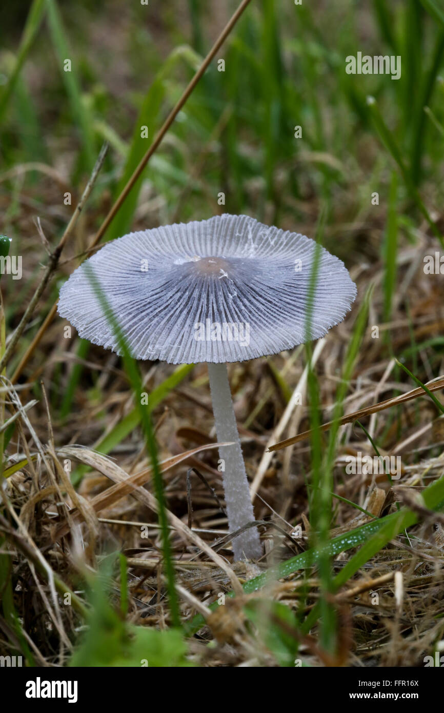 British wild meadow mushroom/fungi. Possibly Grisette (Amanita argenta ...