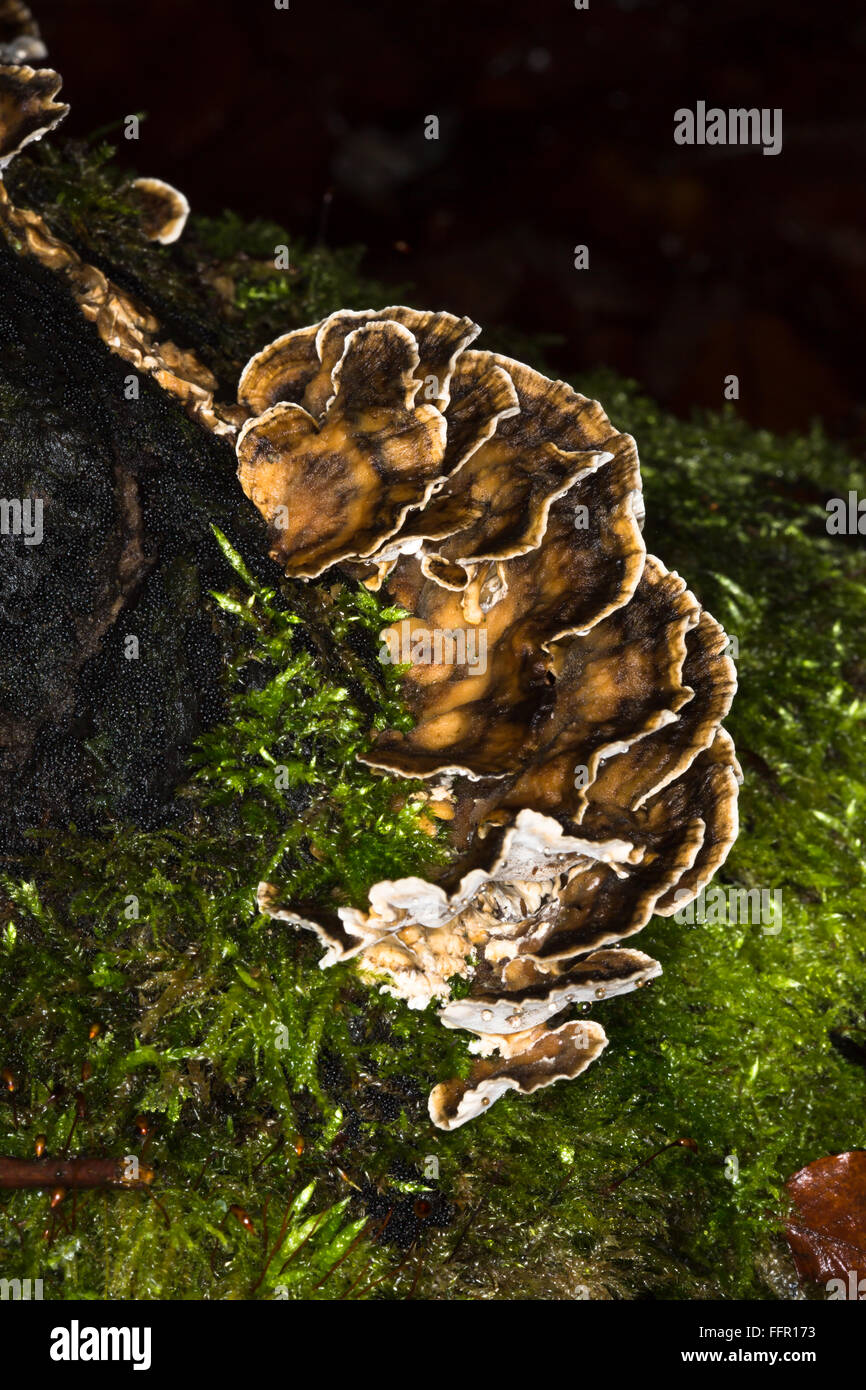 British wild mushroom/fungi, possibly Bleeding Oak Crust (Stereum ...